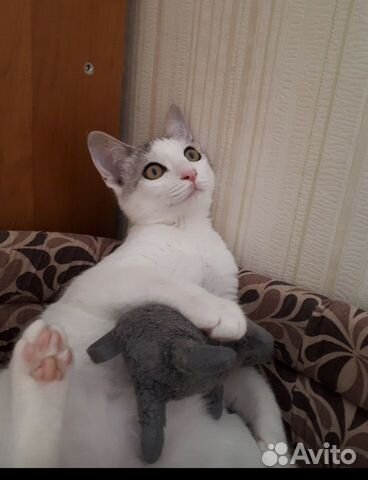 Котенок.девочка