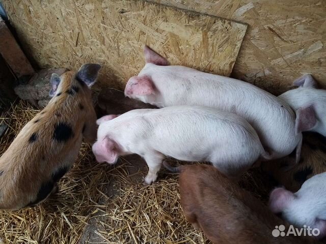Поросята дюрок+ландрас
