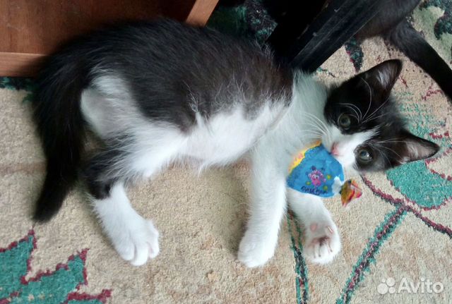 Котенок мальчик в добрые руки