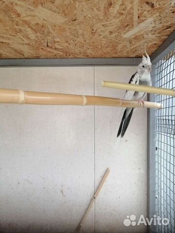 Попугай корелла певчий