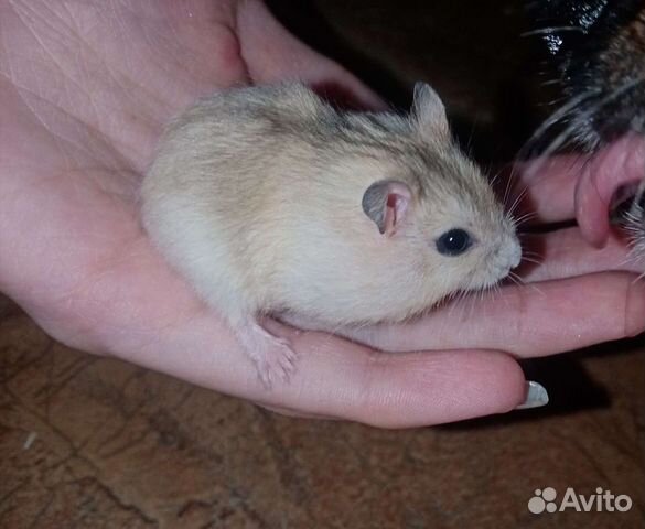 Джунгарский хомяк