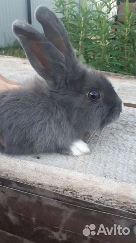 Кролик с клеткой