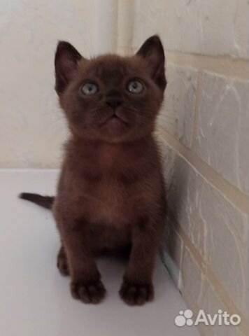 Котенок европейской Бурмы