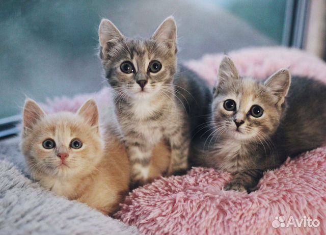 Котята в добрые руки бесплатно