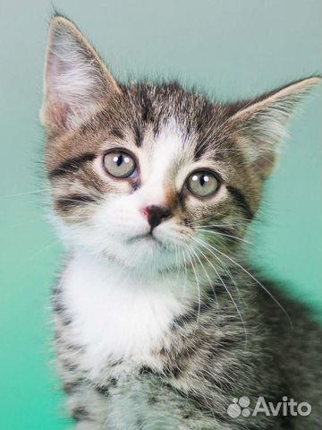 Котик Гоша 2 мес в дар