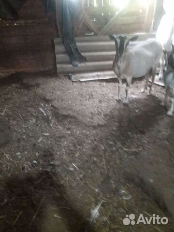 Коза дойная молочная