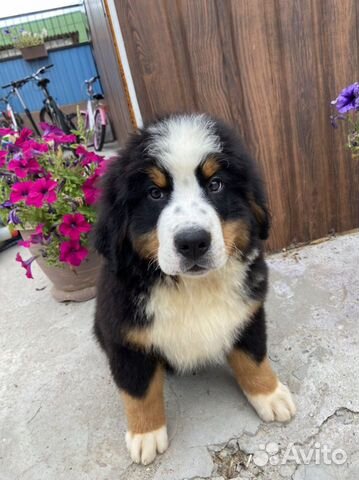 Бернский зенненхунд