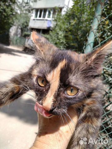 Ла-перм лаперм