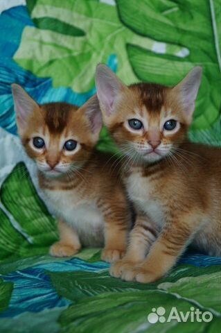 Гибридные котята