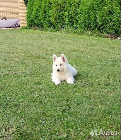 Белая швейцарская овчарка