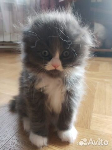 Котенок баптейл