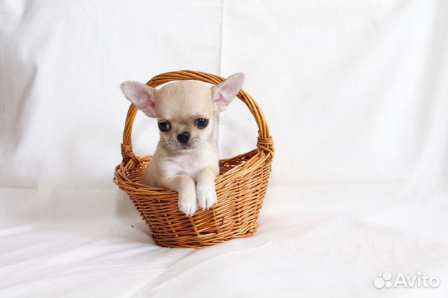 Мальчик мини