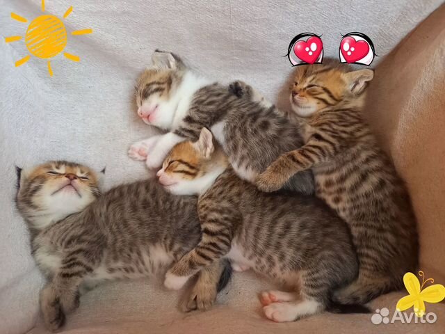 Шотландская кошка