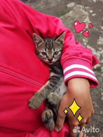 Шотландские котята помесь с дворнягой