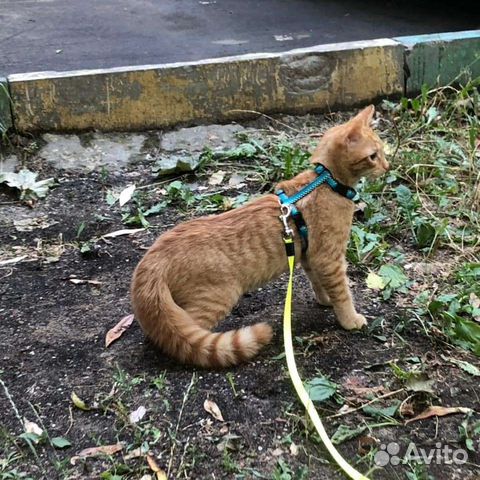 Рыжий котенок в добрые руки