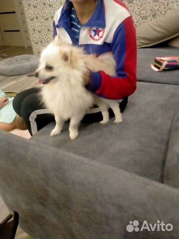 Шпиц на вязку