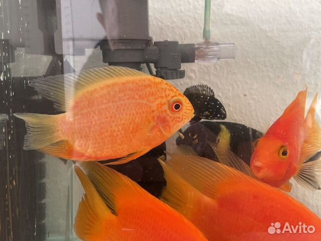 Пара северумов