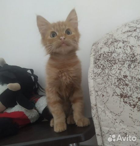 Рыжий котенок красавец в дар