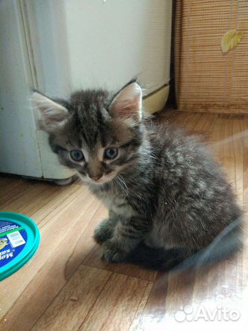 Котята (бесплатно)