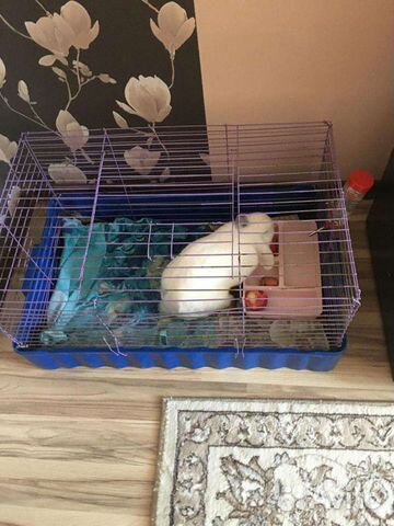 Декоративные кролики вислоухие