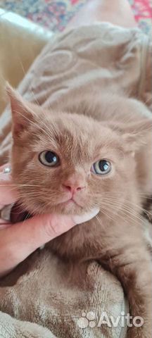 Британская кошечка цинамон