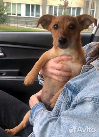 Щенок в добрые руки