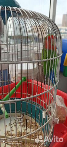 Попугай неразлучник