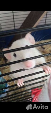 Крыса дамбо белая бесплатно