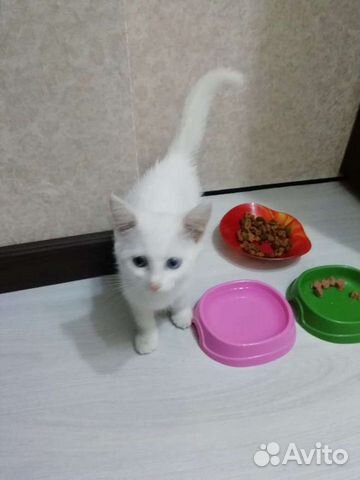 Котенок разноглазый
