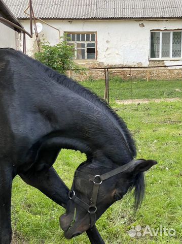 Карачаевский Жеребец