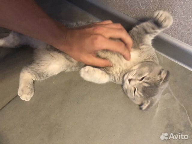 Кошка
