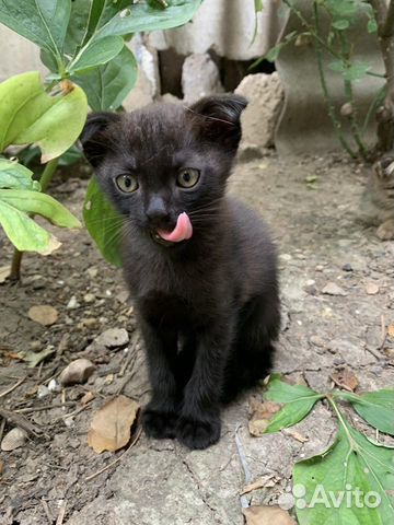 Шотладский котенок