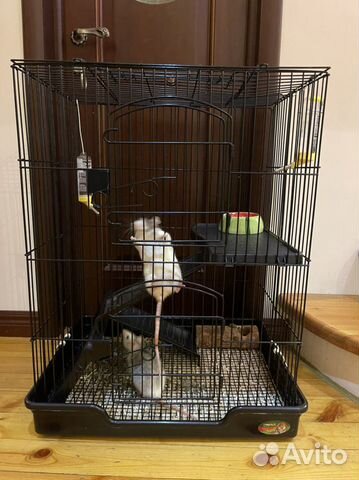 2 ручные крысы с клетками в хорошие руки