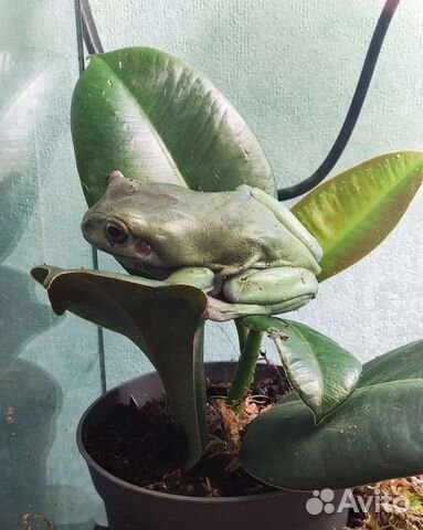 Лягушка литория