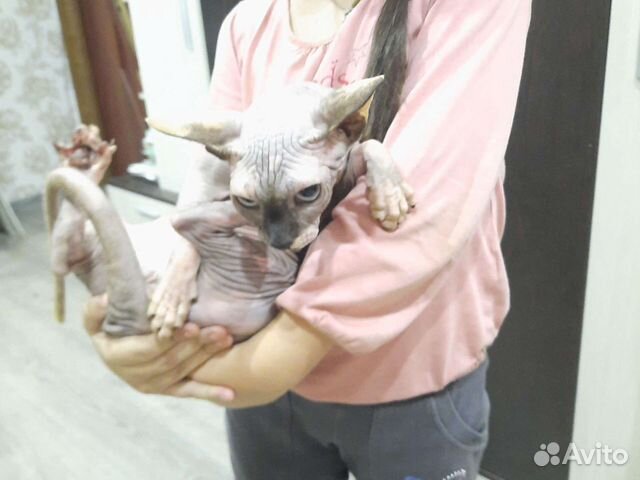 Продам сфинкса