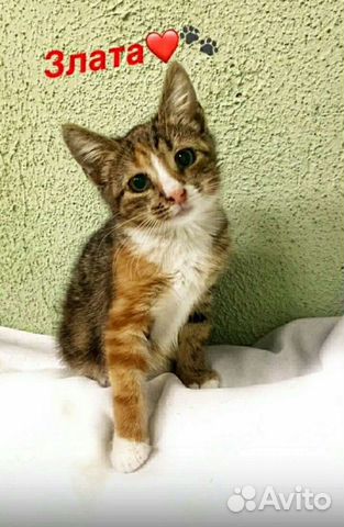 Котёнок Злата
