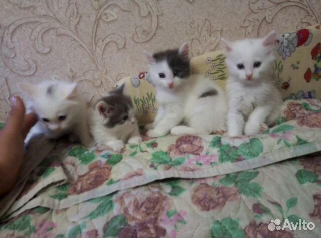 Шотландские прямоухие котята