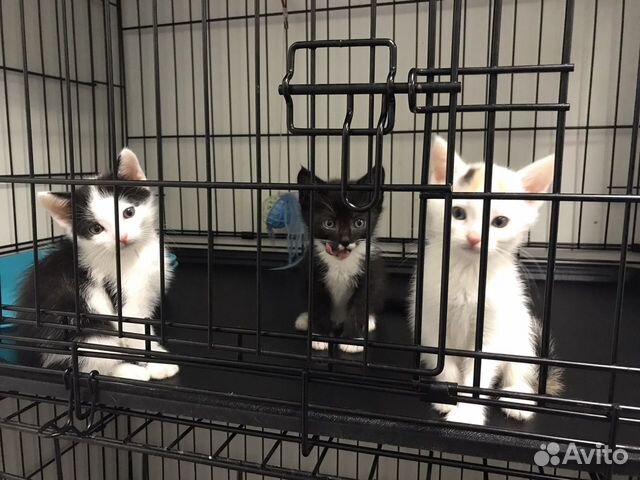 Котодетки в лучшие ручки