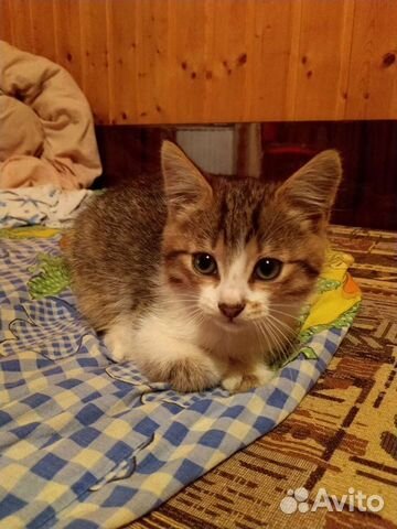 Кошка котенок в дар трёхцветная в полоску спокойна