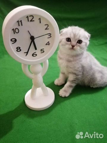 Шотландские котята