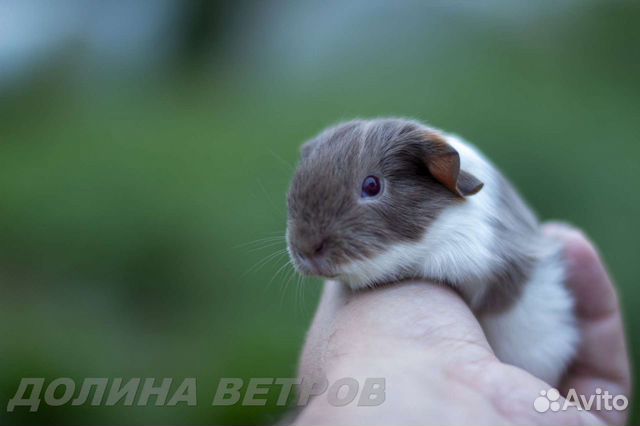 Морская свинка гладкошерстная трёхцветная