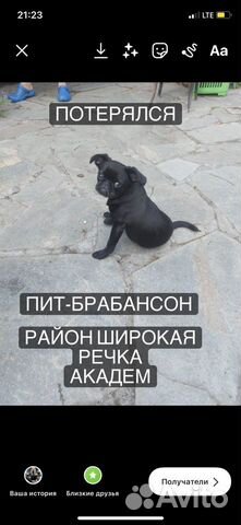 Потерялась собака