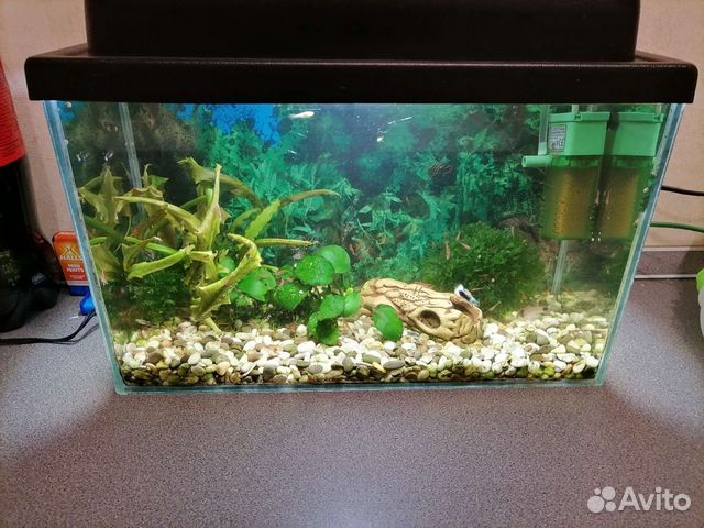 Аквариум