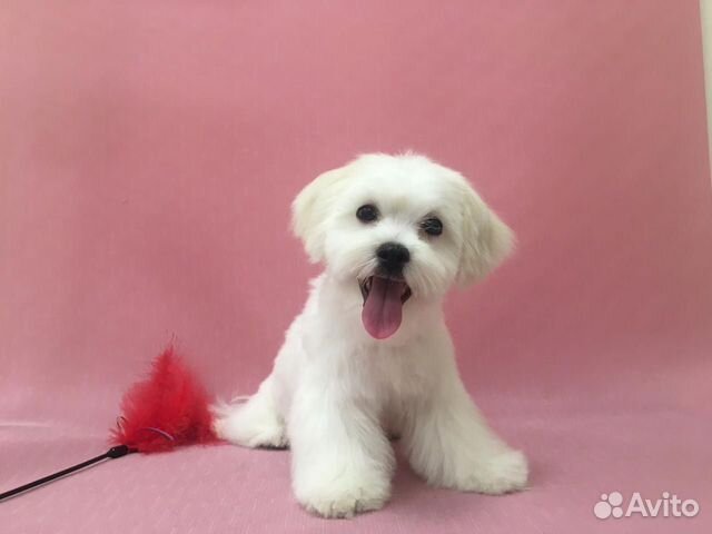 Мальтийская болонка (Мальтезе)