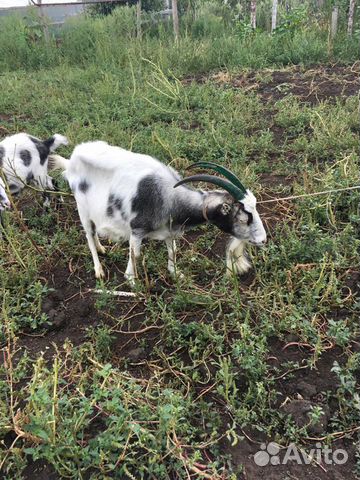 Коза дойная