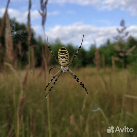Паук-оса Аргиопа Брюнниха