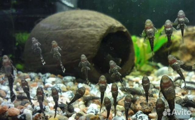 Анциструс сом детки от 1см до 3см