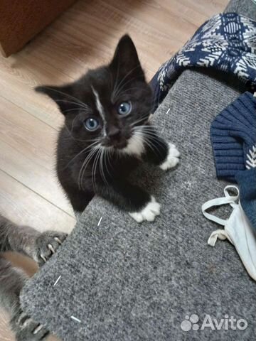 Котенок 1 месяц