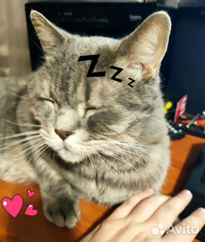 Отдам породистого кота британца