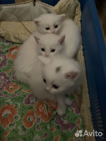 Белый котёнок